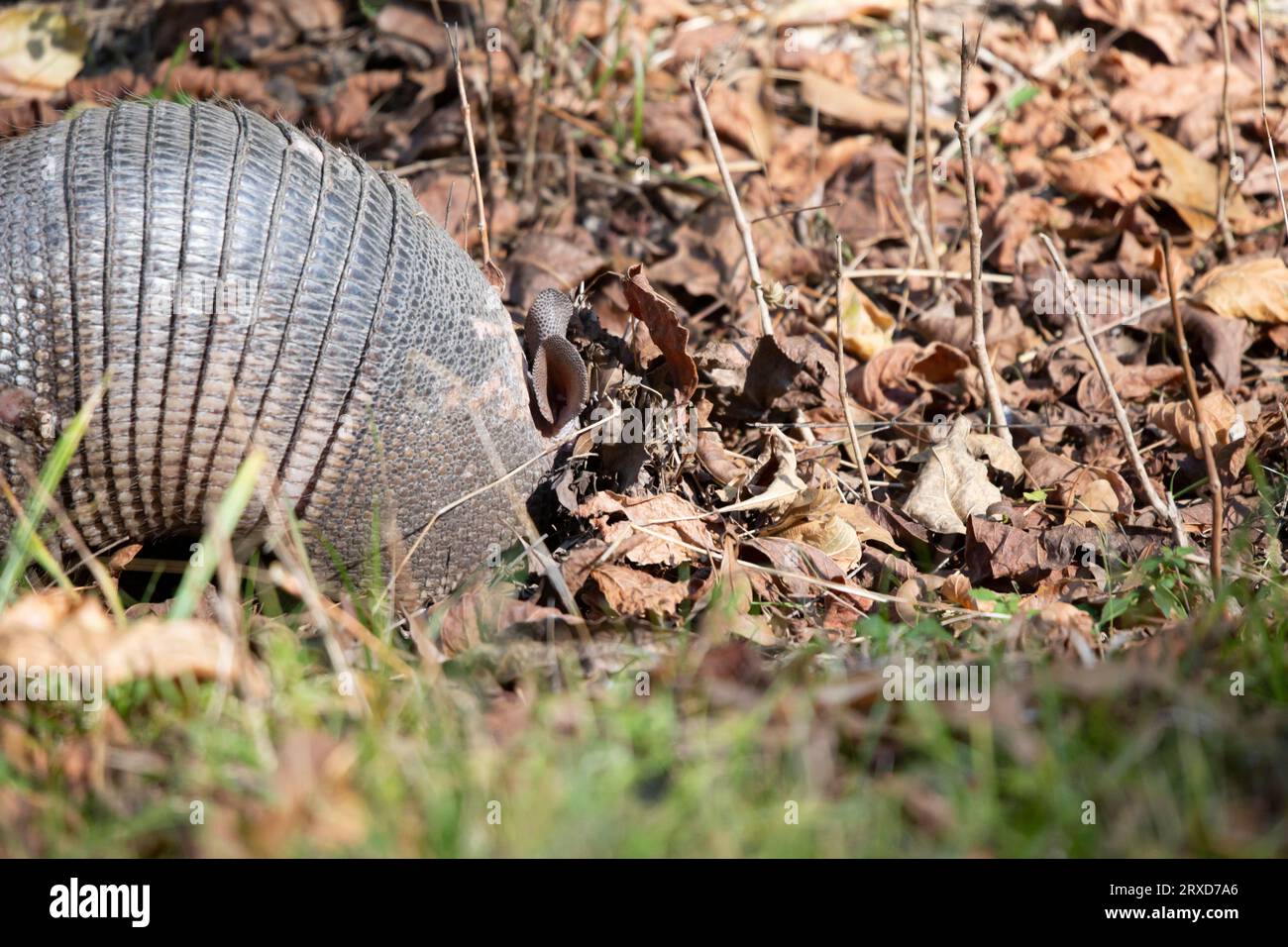 Nine-banded armadillo (Dasypus novemcinctus) with its snout buried in ...