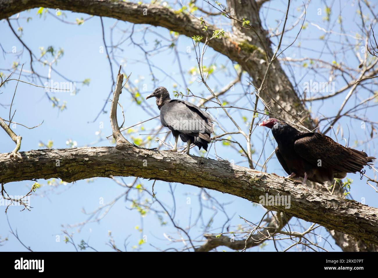 Black (Coragyps atratus) and turkey (Cathartes aura) vultures perched ...