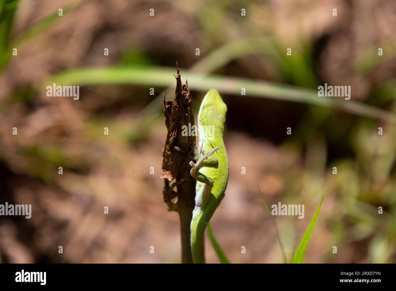 Anole on a stick hi-res stock photography and images - Alamy