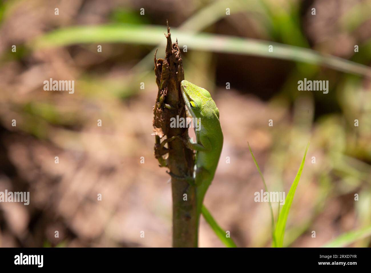 Twig anole hi-res stock photography and images - Alamy