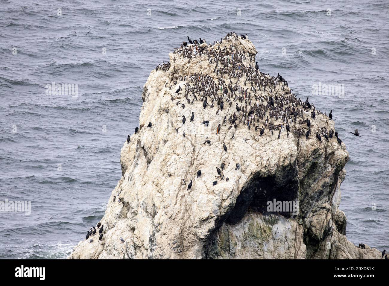 Large group of seabirds (Double-crested cormorants and Common murres ...