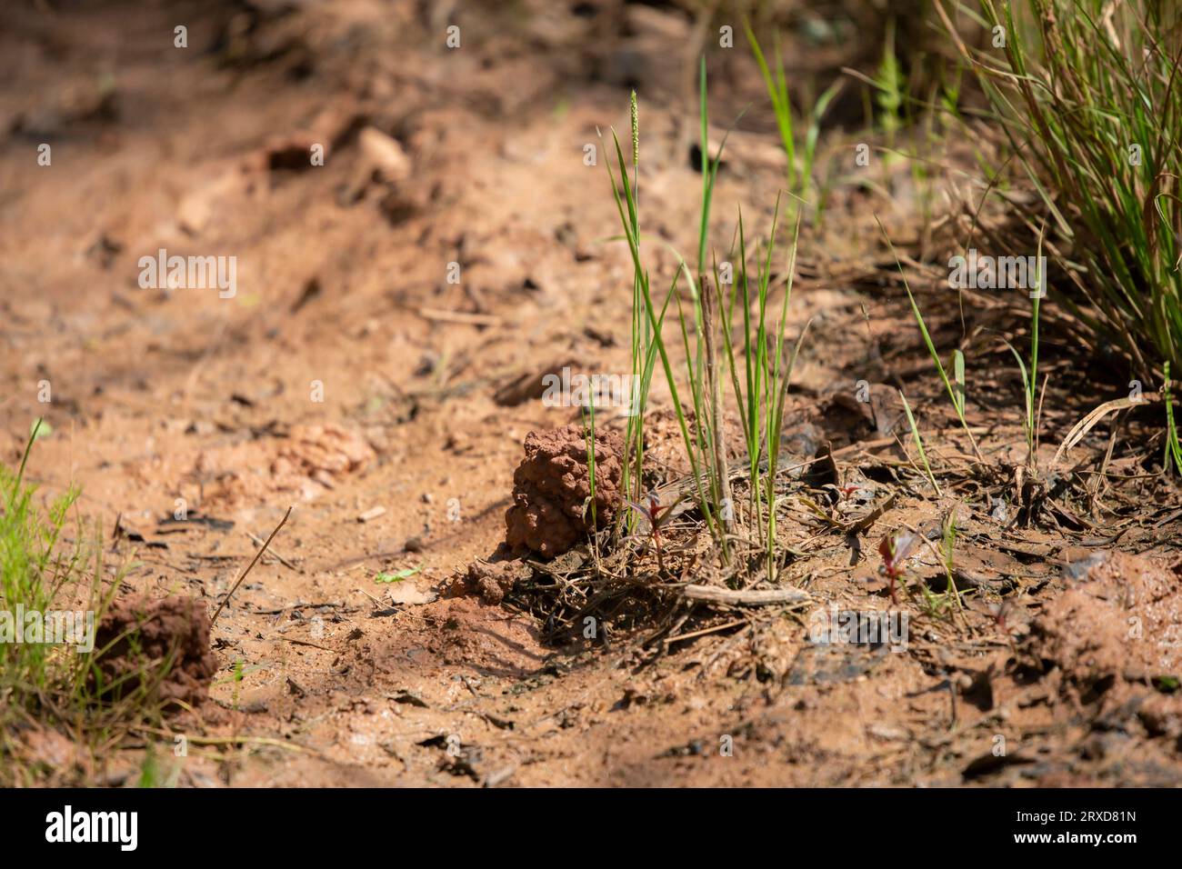 Digger crayfish hi-res stock photography and images - Alamy