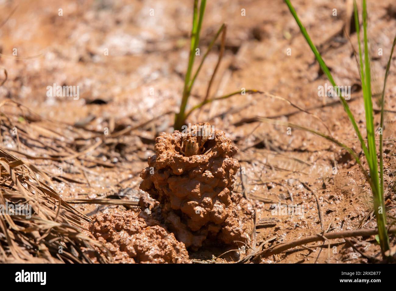 Digger crawfish (Creaserinus fodiens) building its chimney in the mud ...