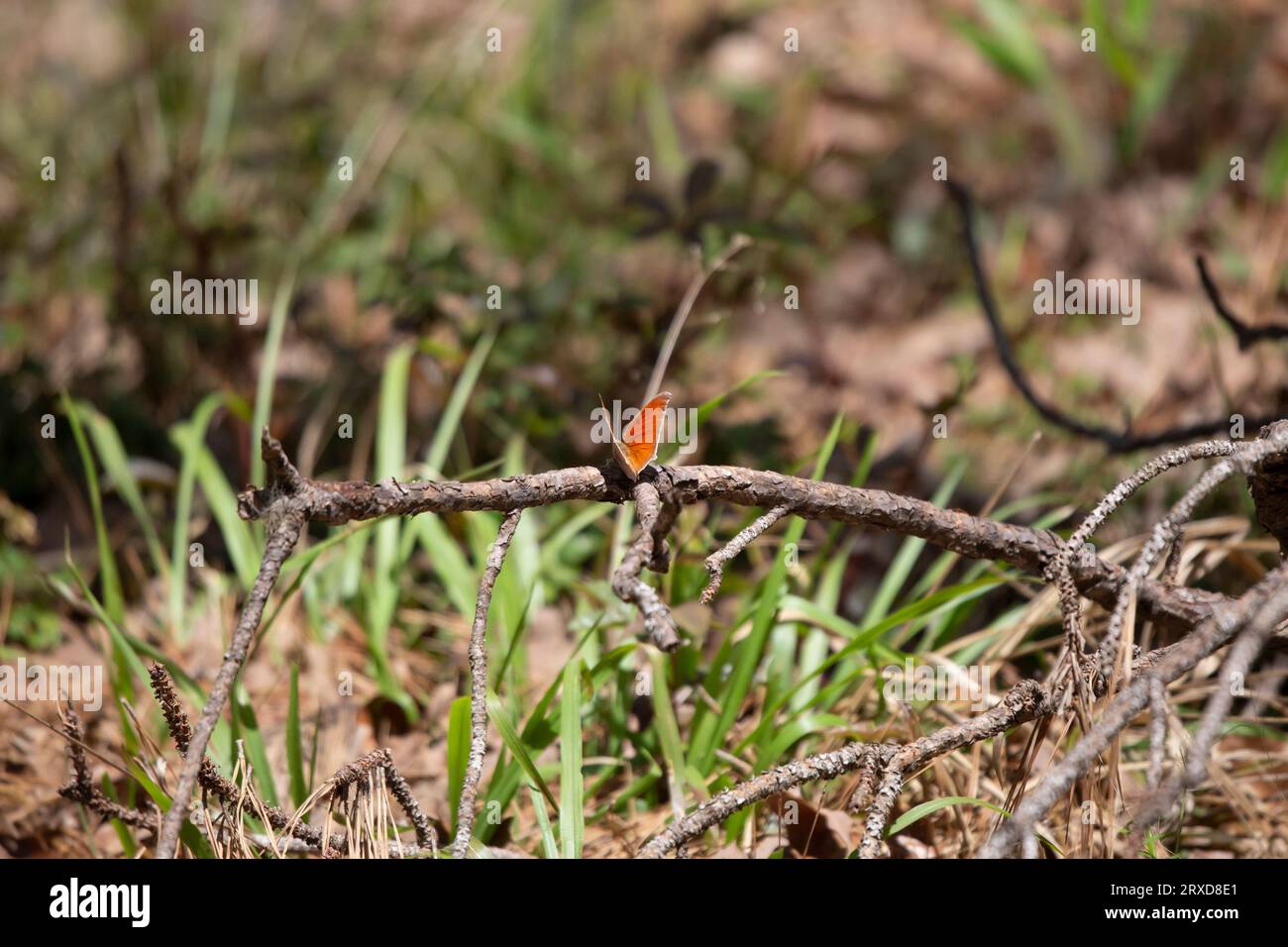 Goatweed leafwing butterfly (Anaea andria) flapping its wings as it ...
