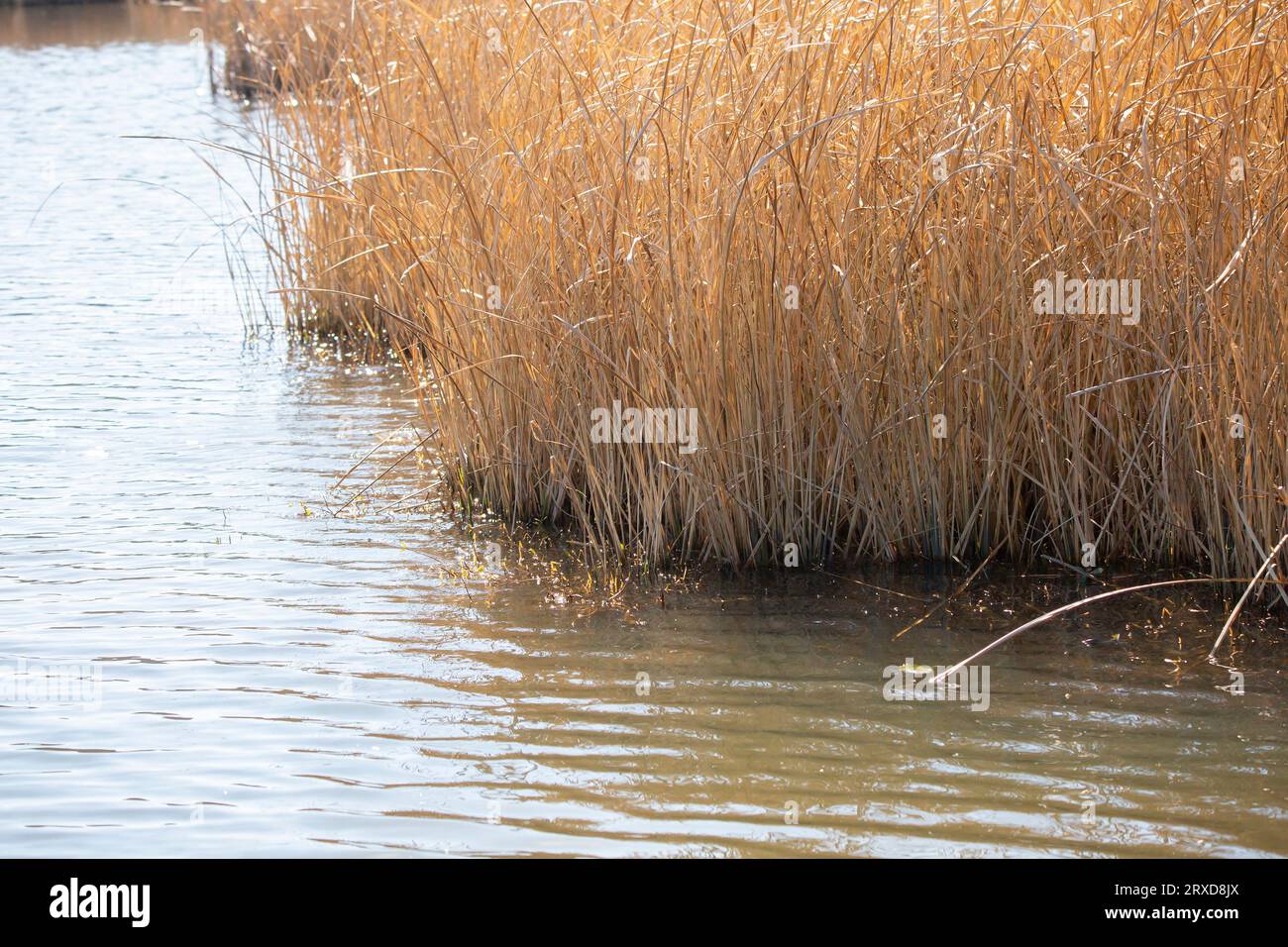 Dried grass foliage at the edge of a waterway Stock Photo - Alamy