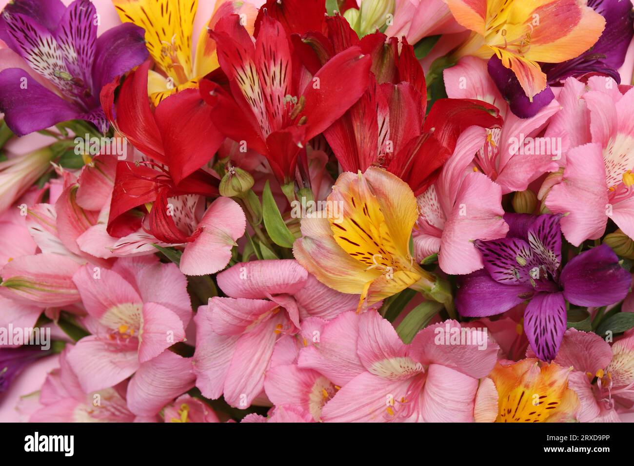 Different beautiful alstroemeria flowers as background, closeup Stock ...