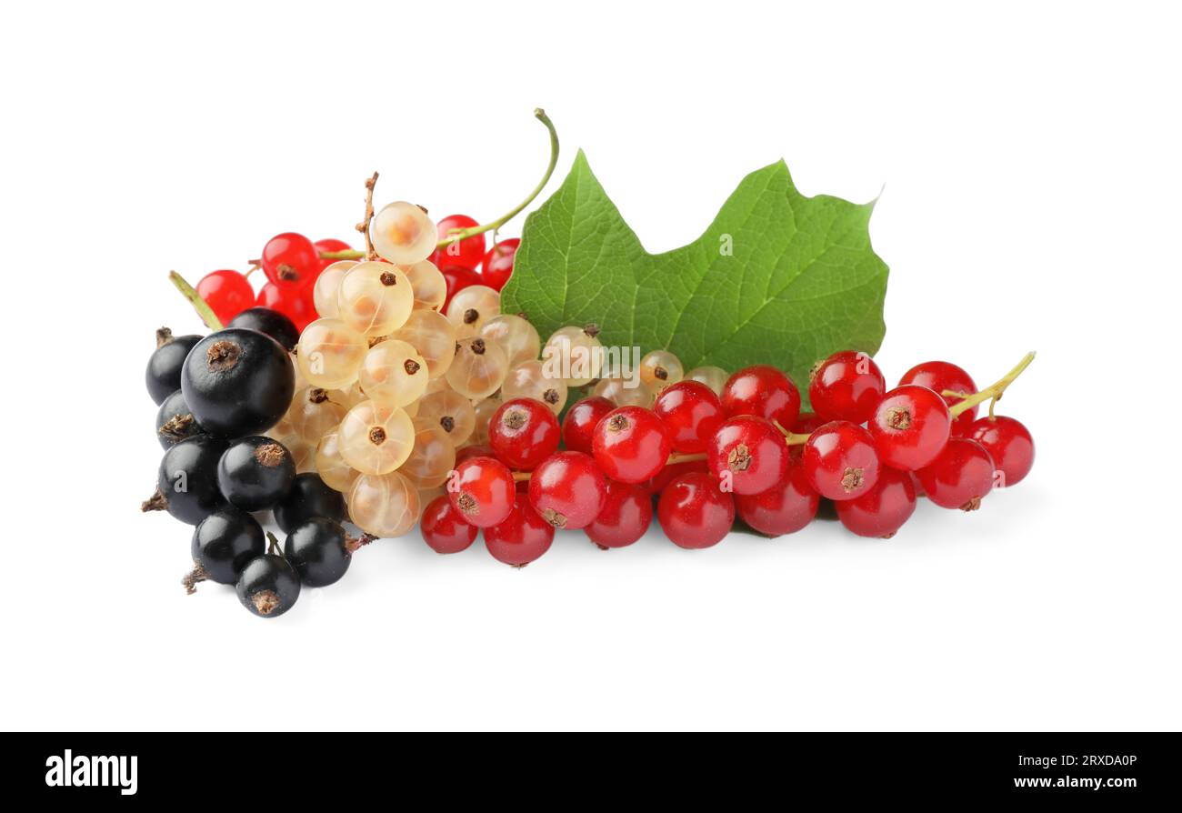 Fresh red, white and black currants with green leaf isolated on white ...