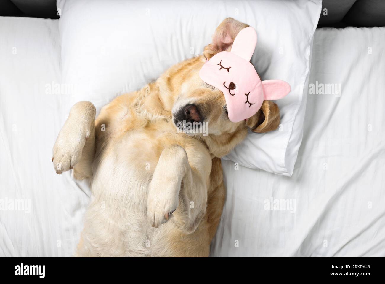 Cute Labrador Retriever with sleep mask resting on bed, top view Stock ...