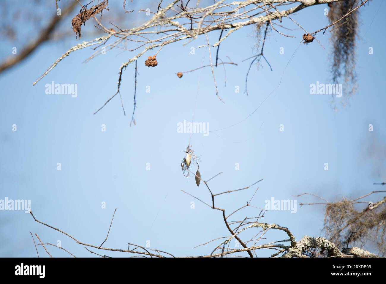 Fish hanging from a tree hi-res stock photography and images - Alamy