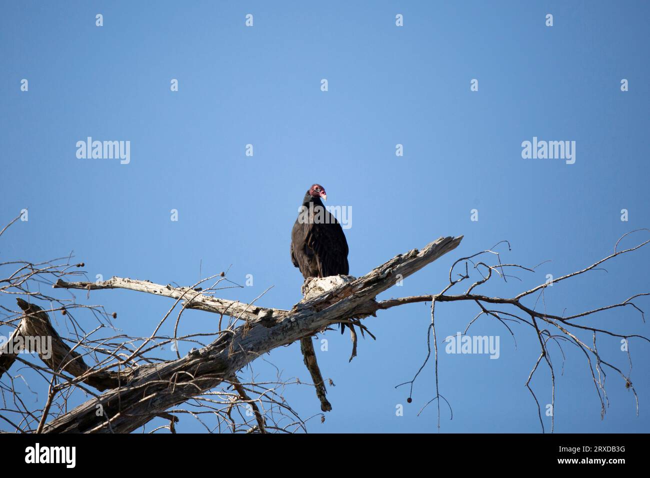 Turkey vulture (Cathartes aura) looking around majestically from its ...