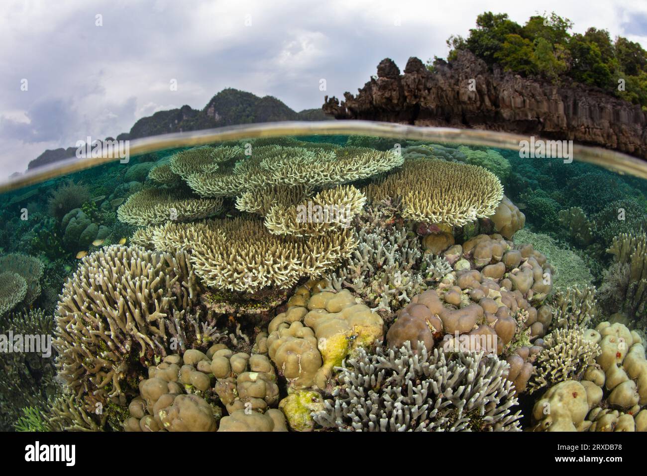 A healthy, shallow coral reef thrives in Raja Ampat, Indonesia. This ...