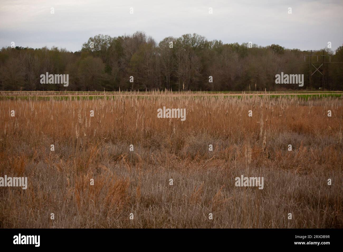 Dried weeds growing in a wetlands meadow with a forest in the ...