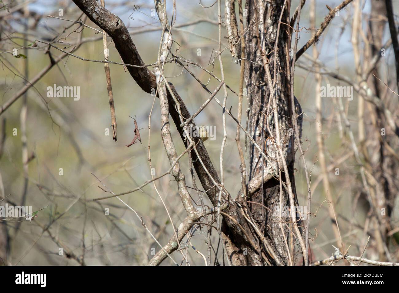 Peeking around tree trunk hi-res stock photography and images - Alamy