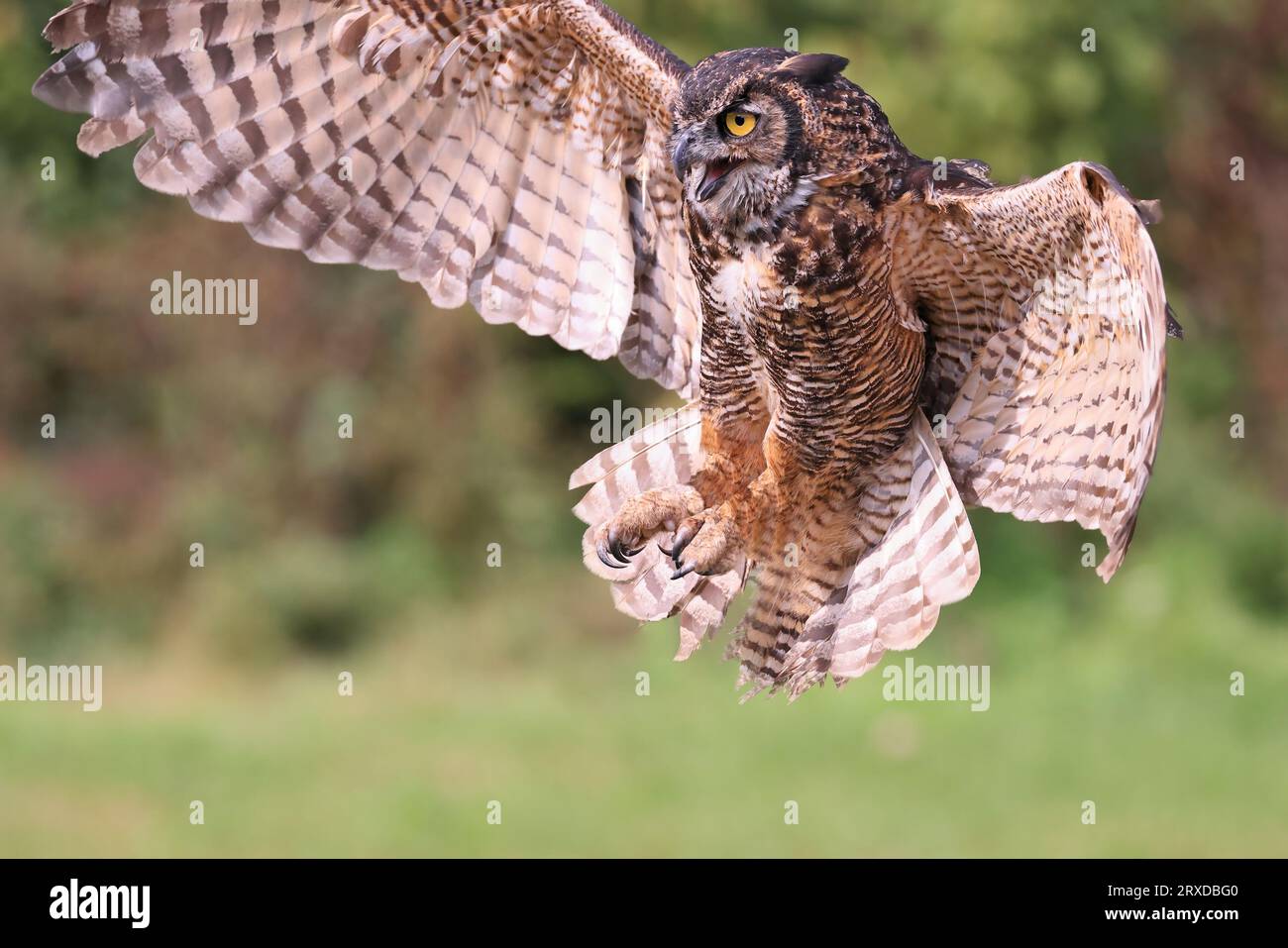 Great-horned owl flying in the forest on green background, Quebec ...