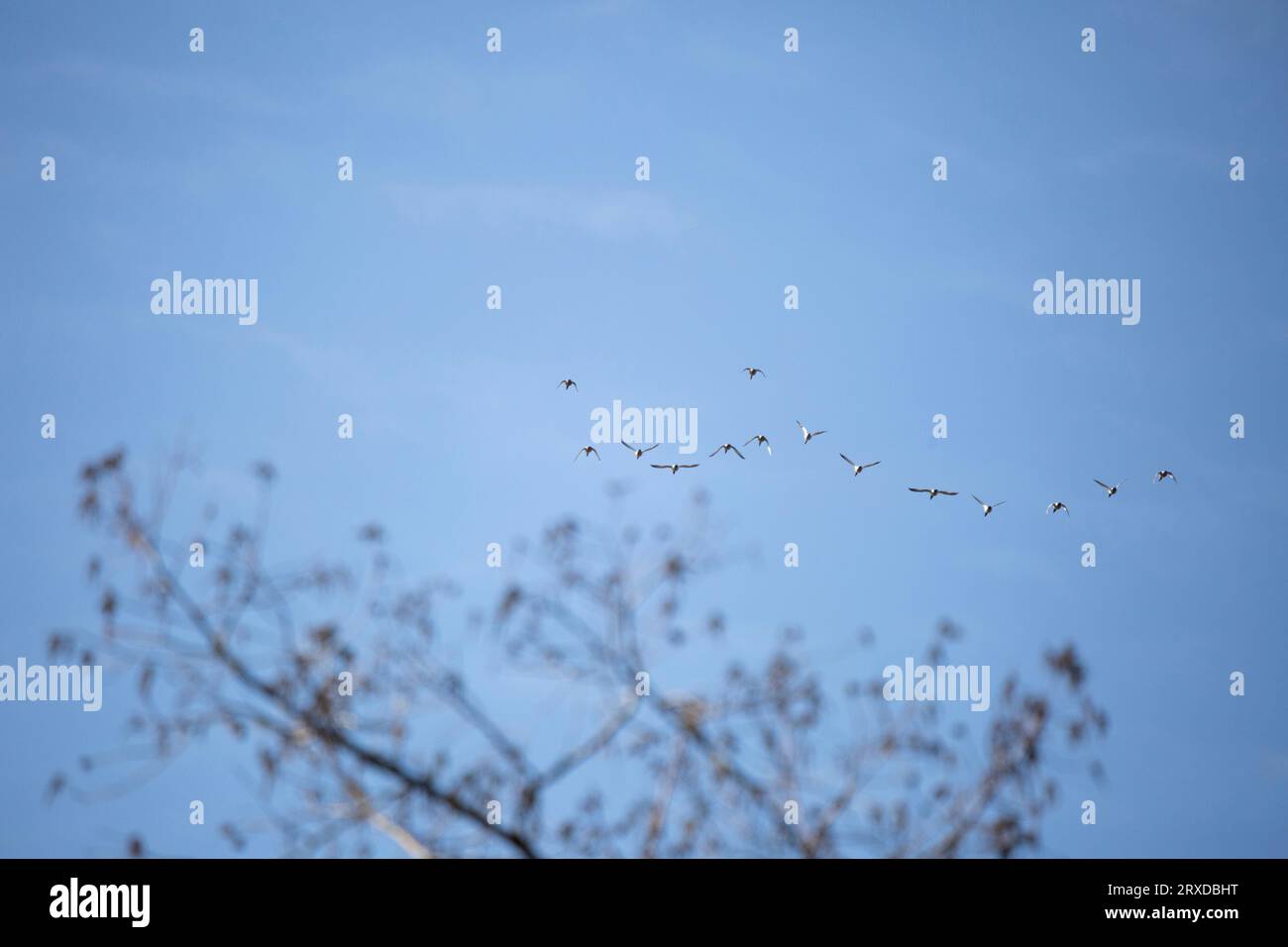 Flock of fourteen ring-necked ducks (Aythya collaris) flying past a ...