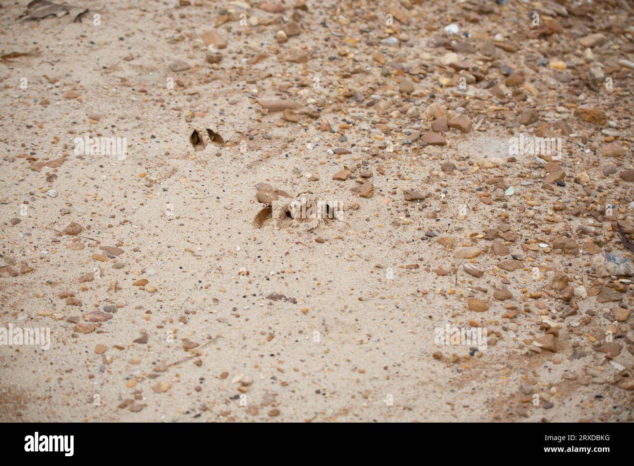 Three white-tailed deer (Odocoileus virginianus) hoof tracks in dirt ...