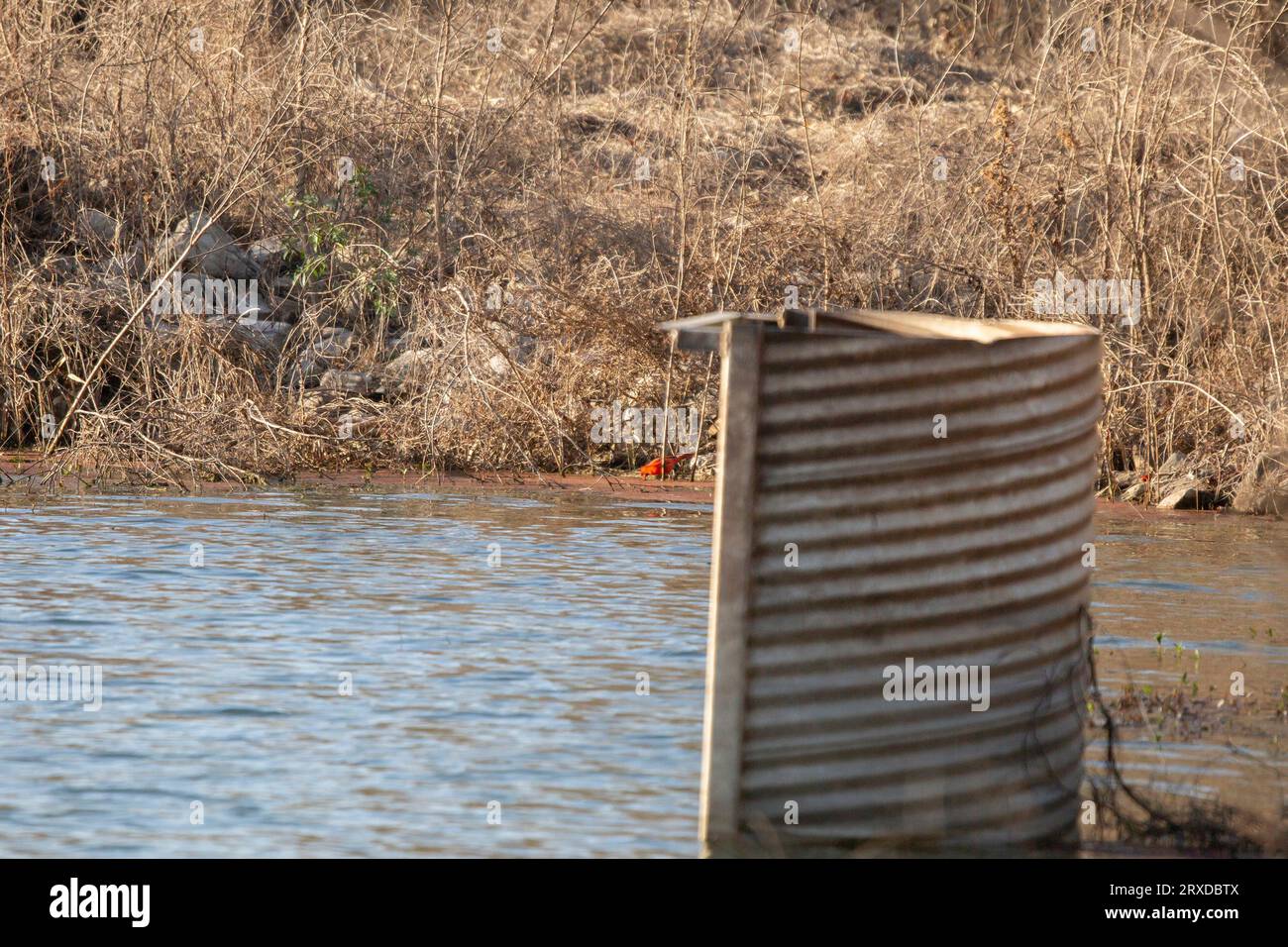 Male northern cardinal water hi-res stock photography and images - Alamy