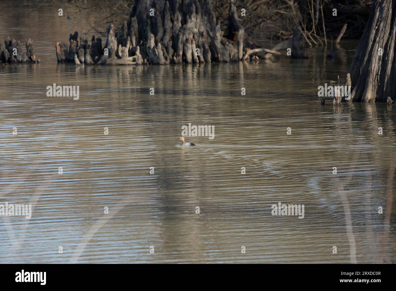 Female canvasback duck (Aythya valisineria) swimming in a swamp Stock ...