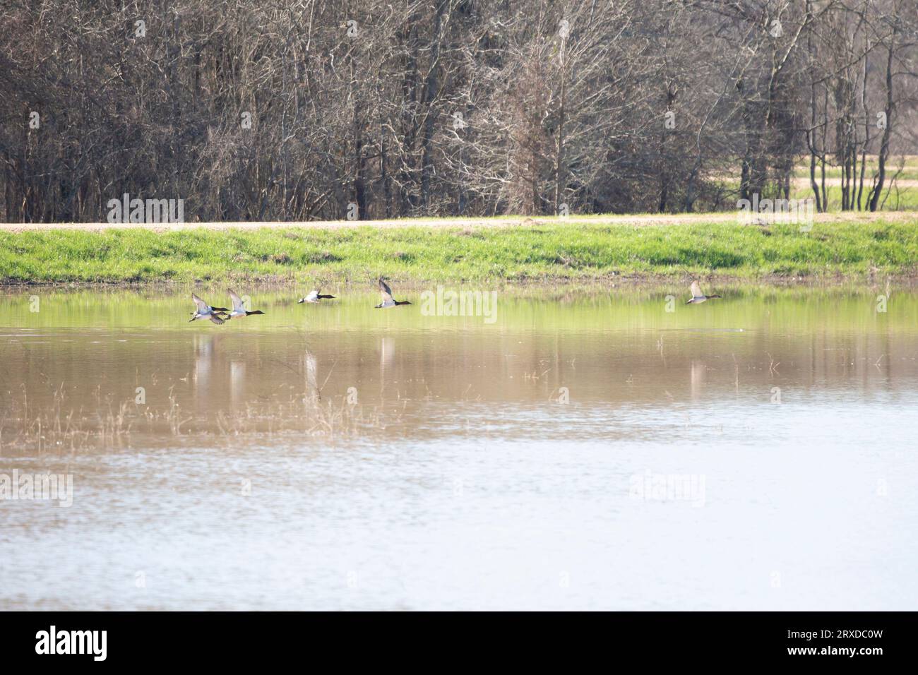 Flock of six canvasback ducks (Aythya valisineria) flying low over ...