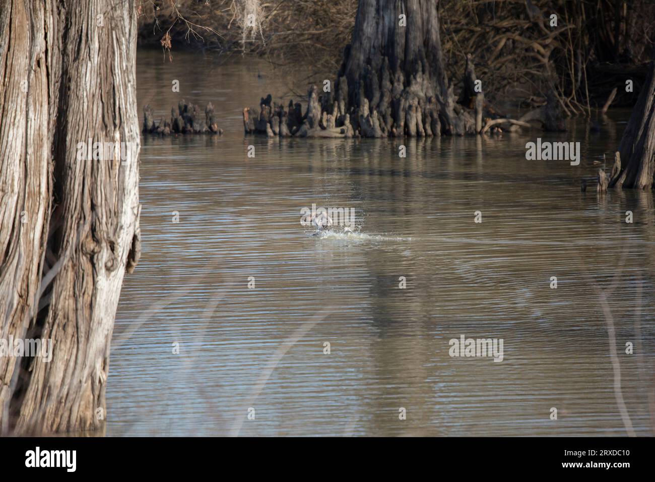 Female canvasback duck (Aythya valisineria) landing in water Stock ...