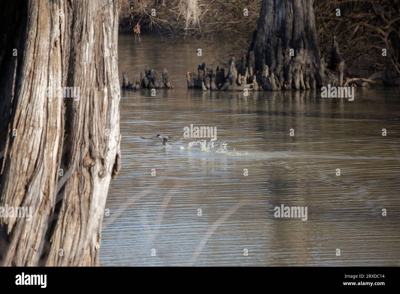 Female canvasback duck (Aythya valisineria) landing in water Stock ...