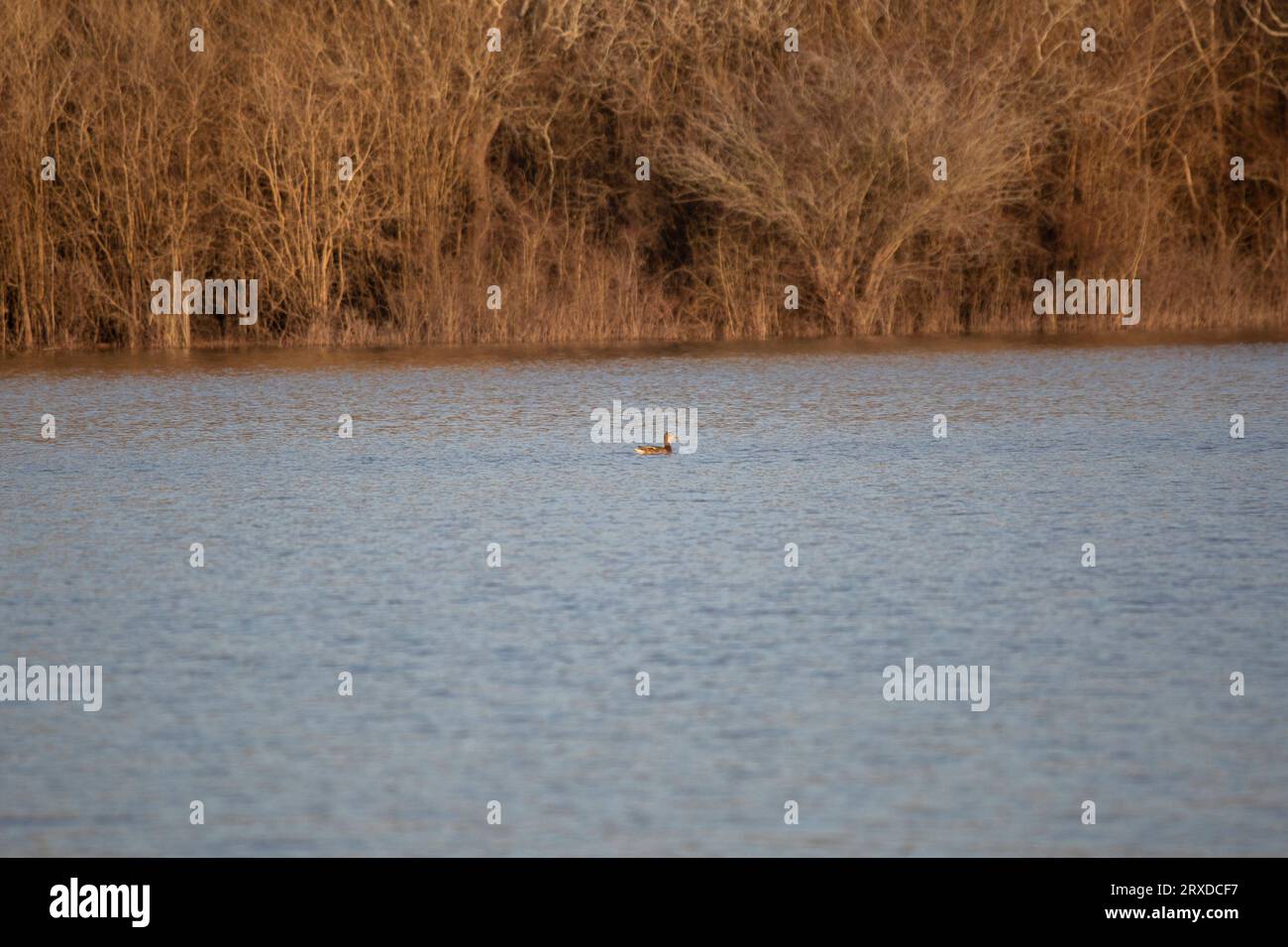Female mallard duck (Anas platyrhynchos) swimming near fall foliage ...