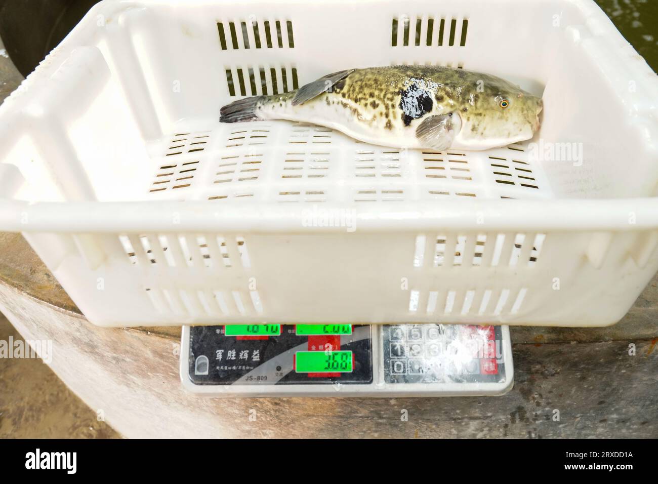 Measure the weight of pufferfish Stock Photo - Alamy