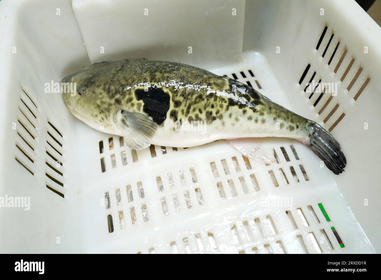 Pufferfish photo hi-res stock photography and images - Alamy