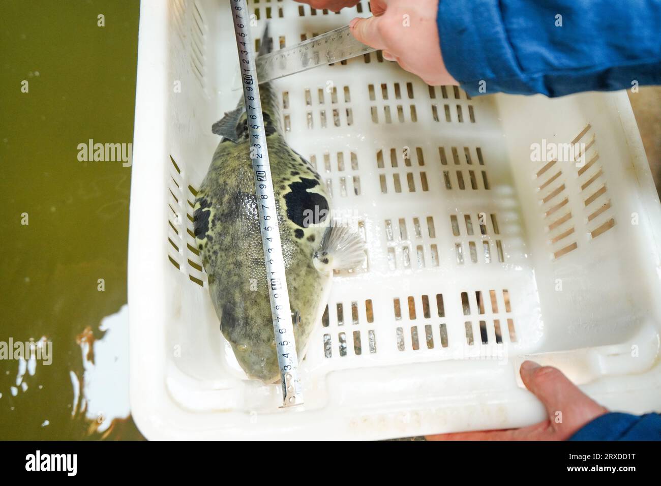 Technicians are measuring the body length of pufferfish in a breeding ...
