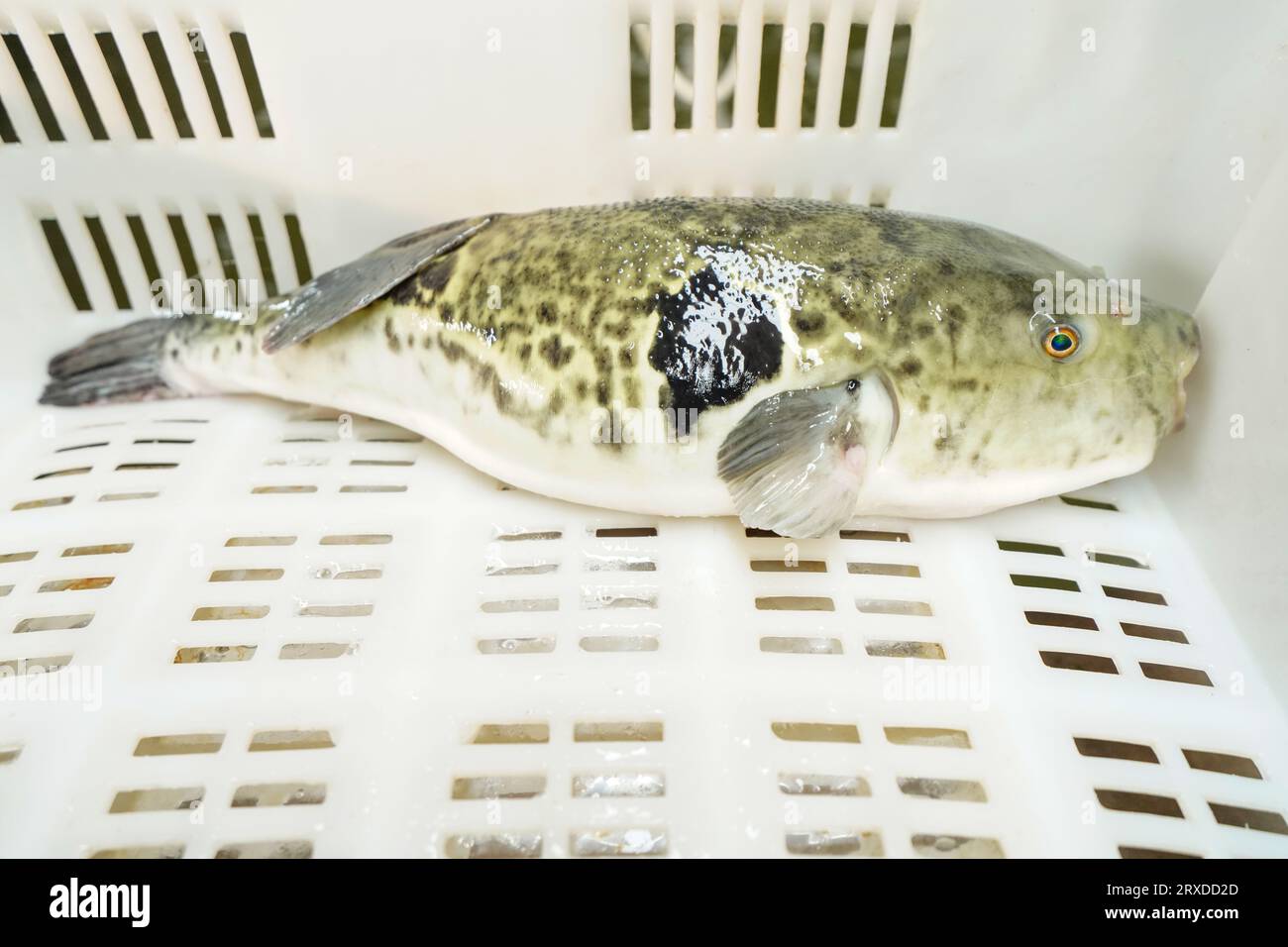 Pufferfish photo hi-res stock photography and images - Alamy