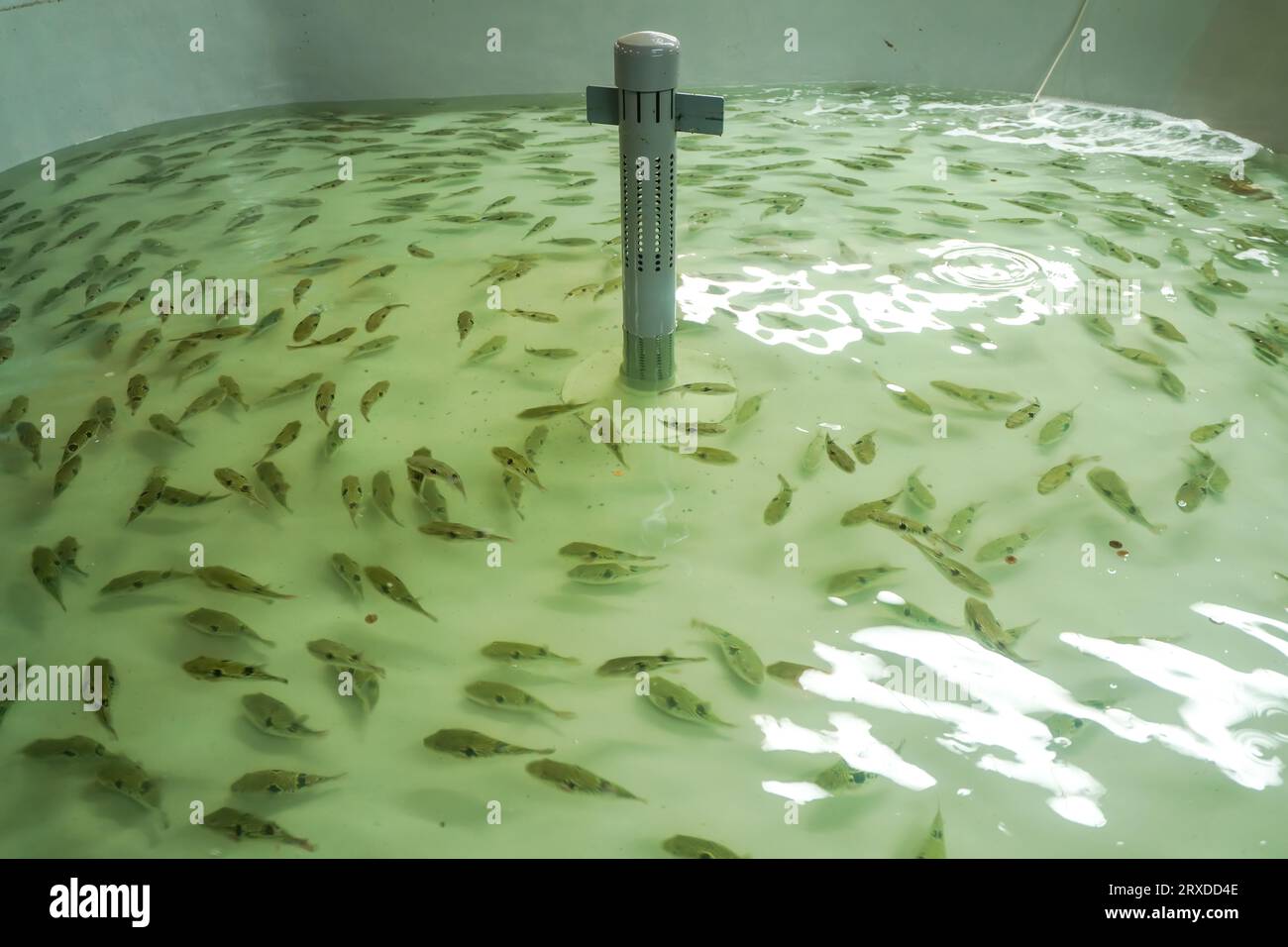 Unmanned pool hi-res stock photography and images - Alamy