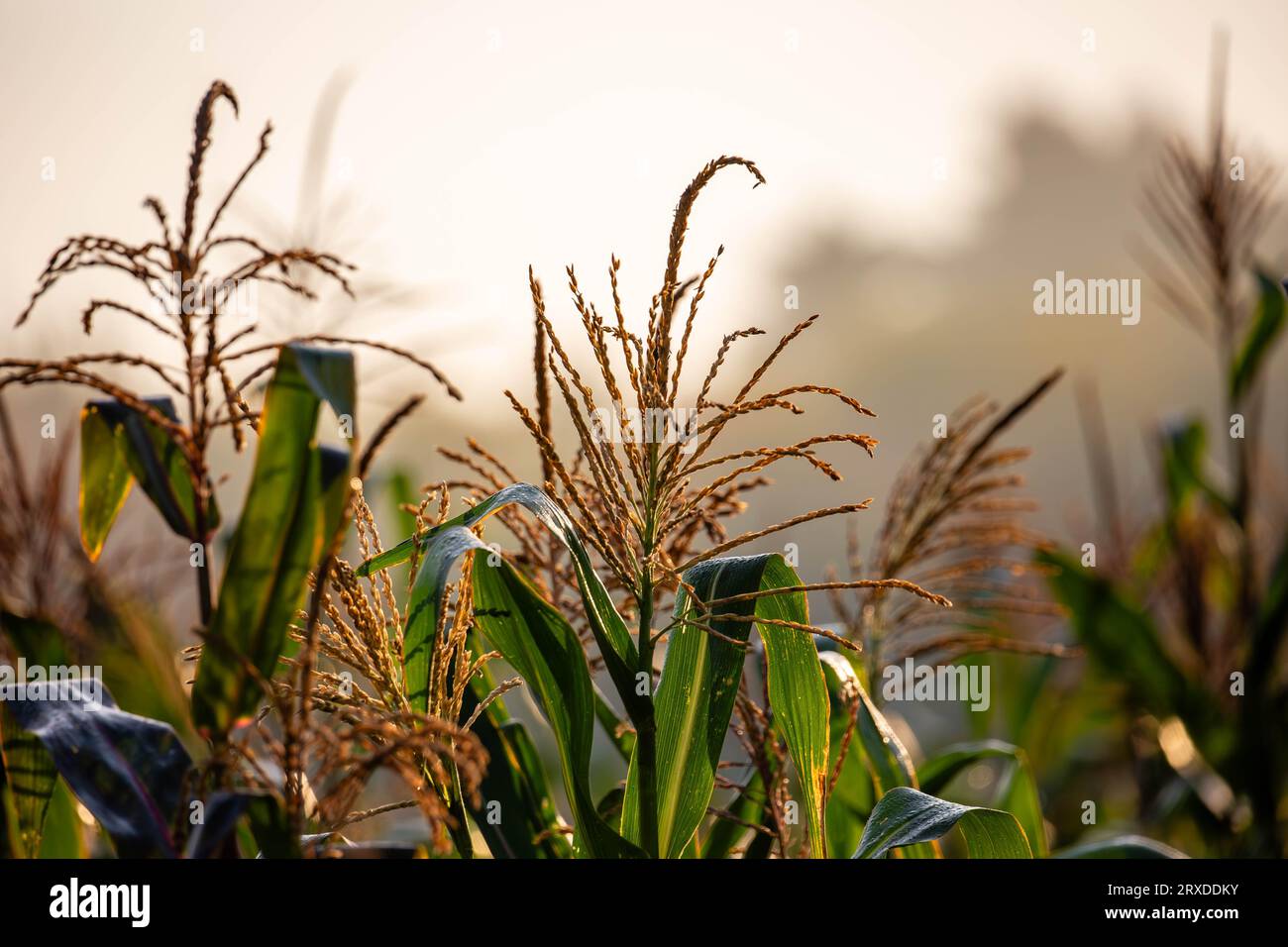 Corn tassels hi-res stock photography and images - Alamy