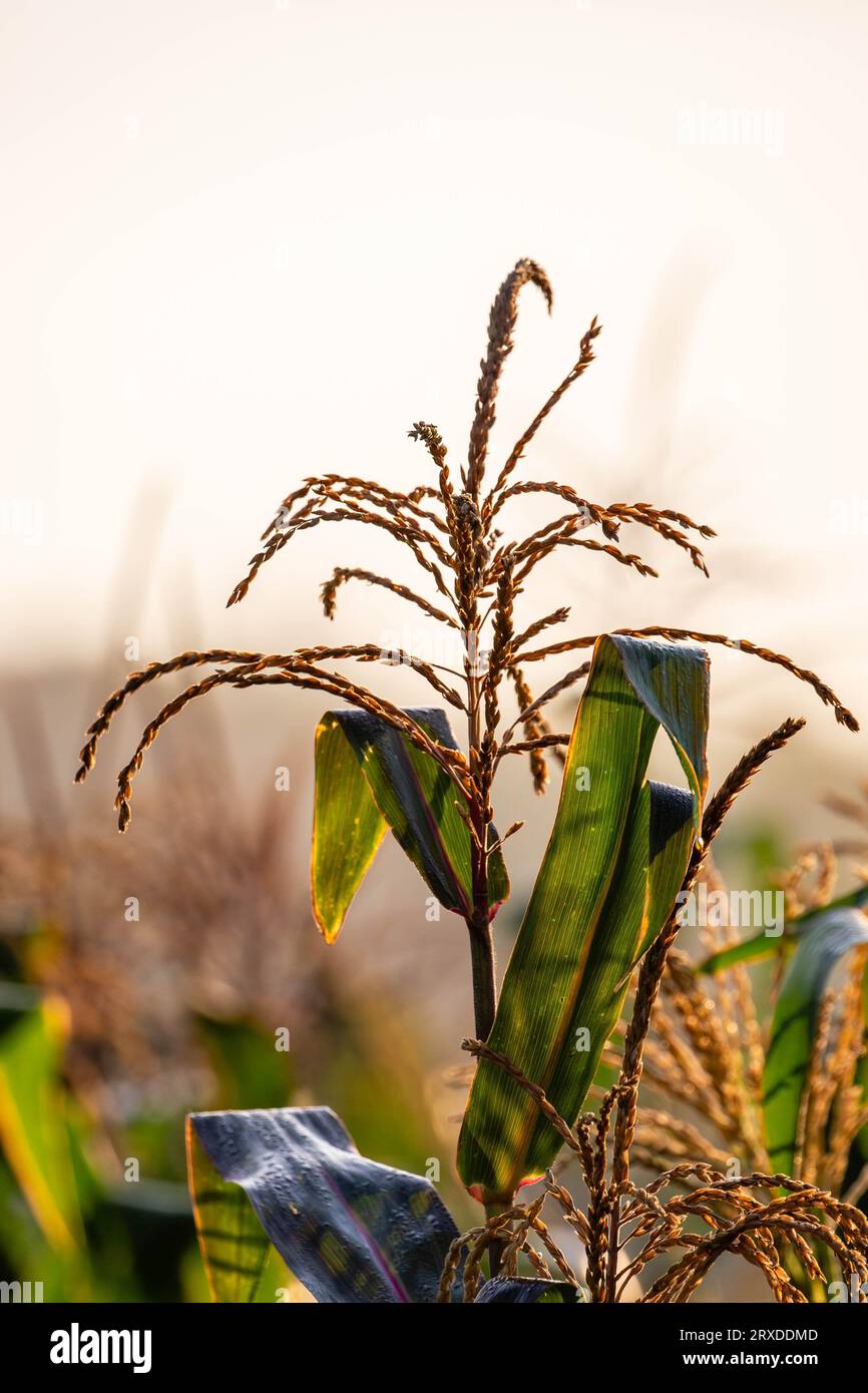 Corn tassels hi-res stock photography and images - Alamy