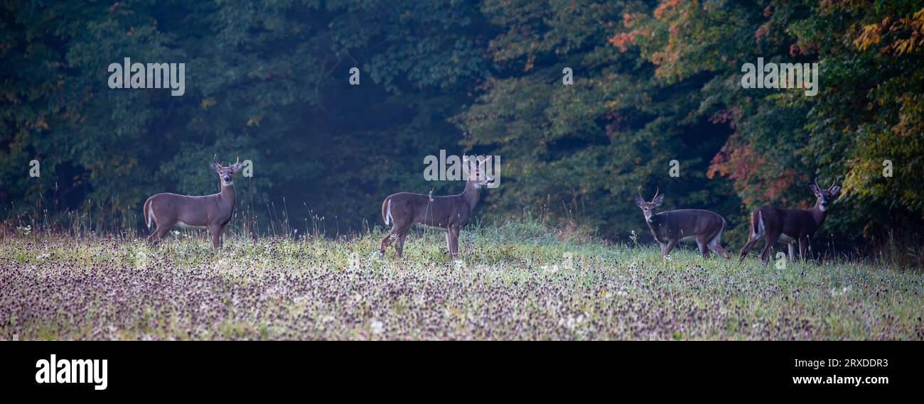 Four male white-tailed deer (Odocoileus virginianus) standing in a ...