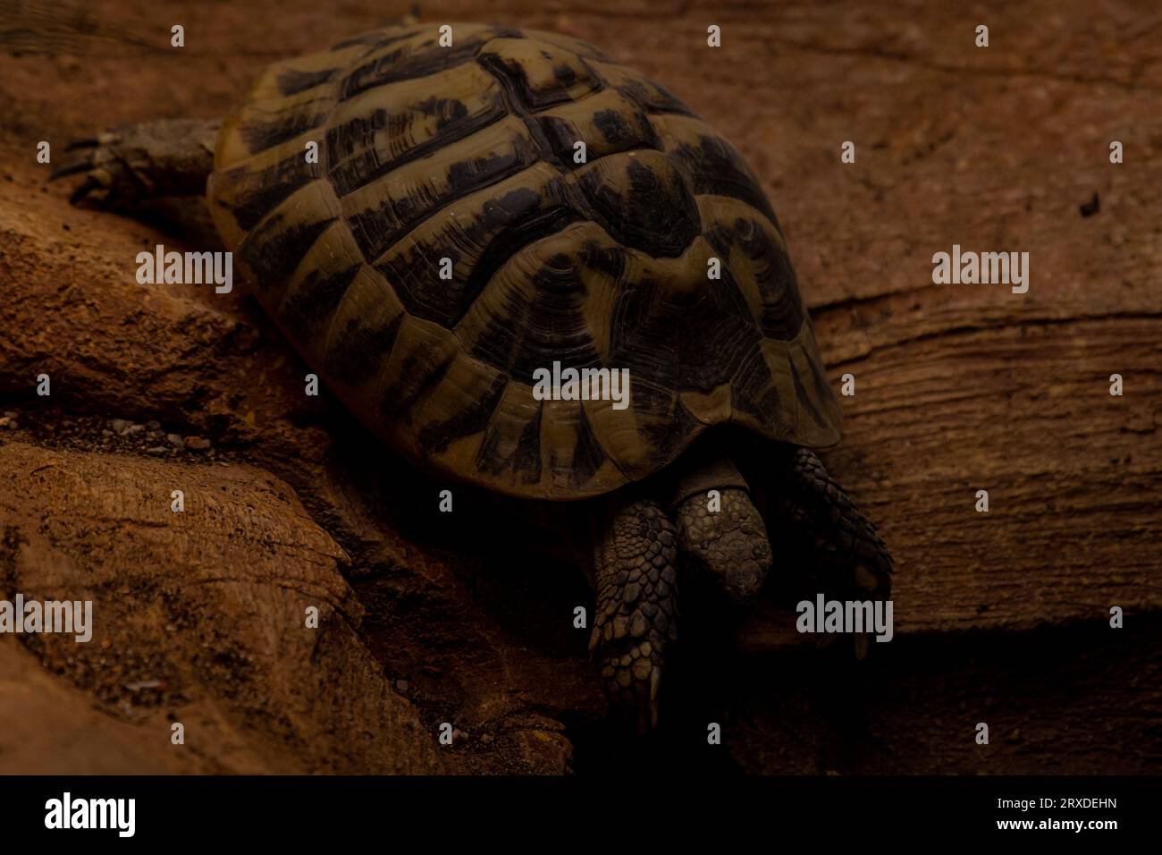 African spurred tortoise (Centrochelys sulcata), sleeping on the sand ...