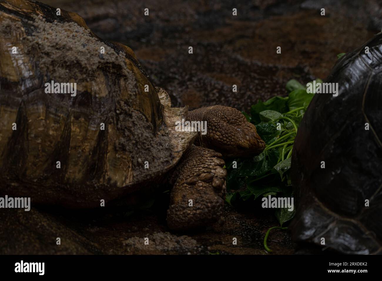Two African Spurred Tortoises eating during the rain - Centrochelys ...