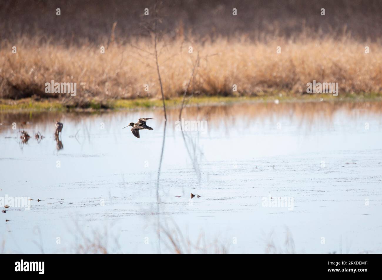 Wilson's snipe (Gallinago delicata) flying low across a marsh Stock ...
