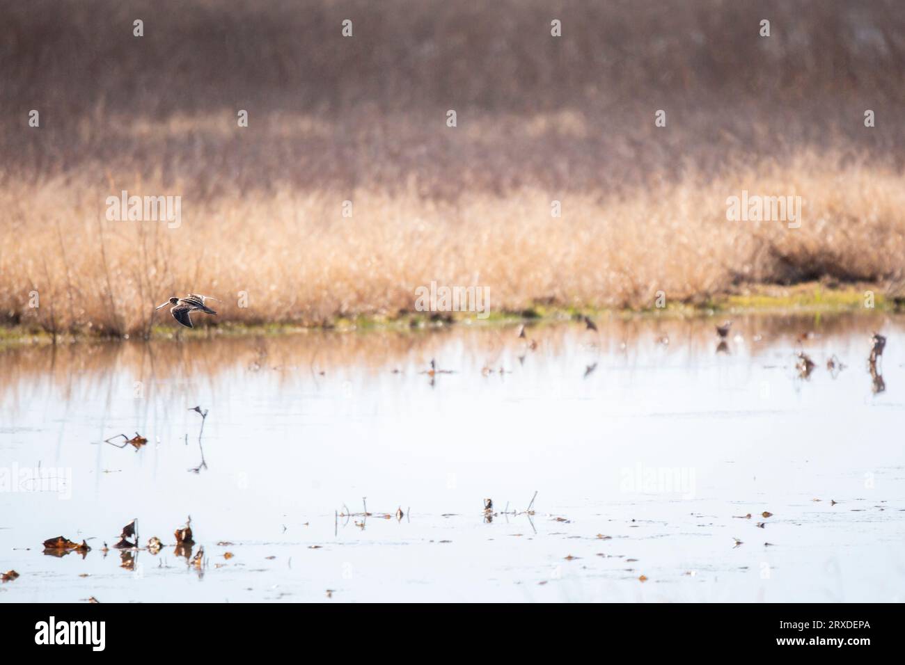 Wilson's snipe (Gallinago delicata) flying low across a marsh Stock ...