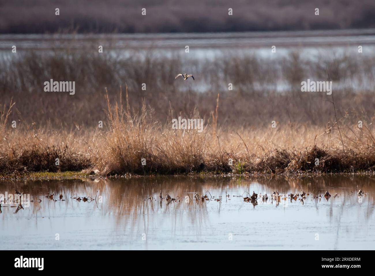 Wilson's snipe (Gallinago delicata) flying low across a marsh Stock ...