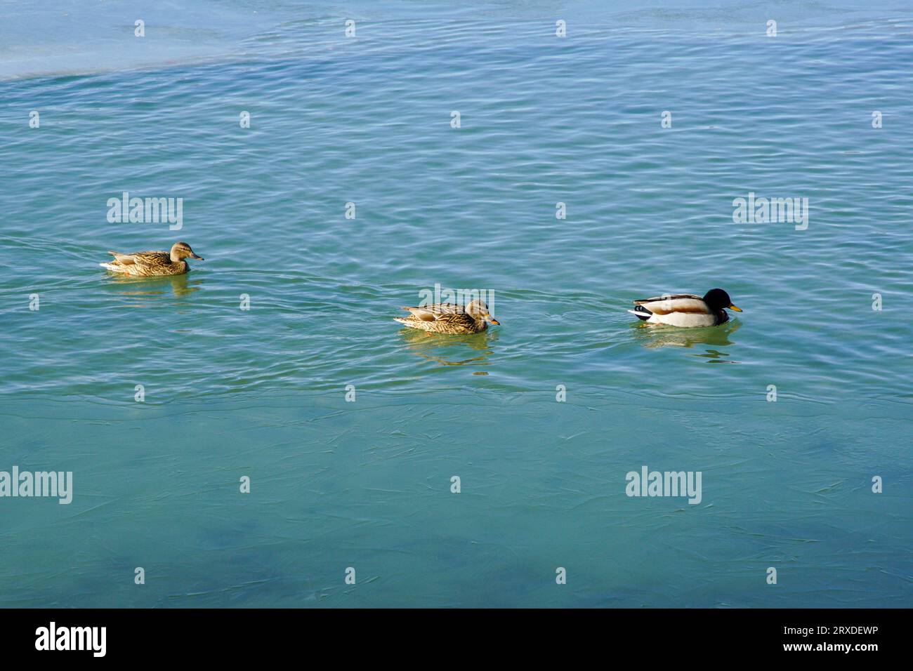 Wild Ducks in Summer Palace, beijing Stock Photo - Alamy