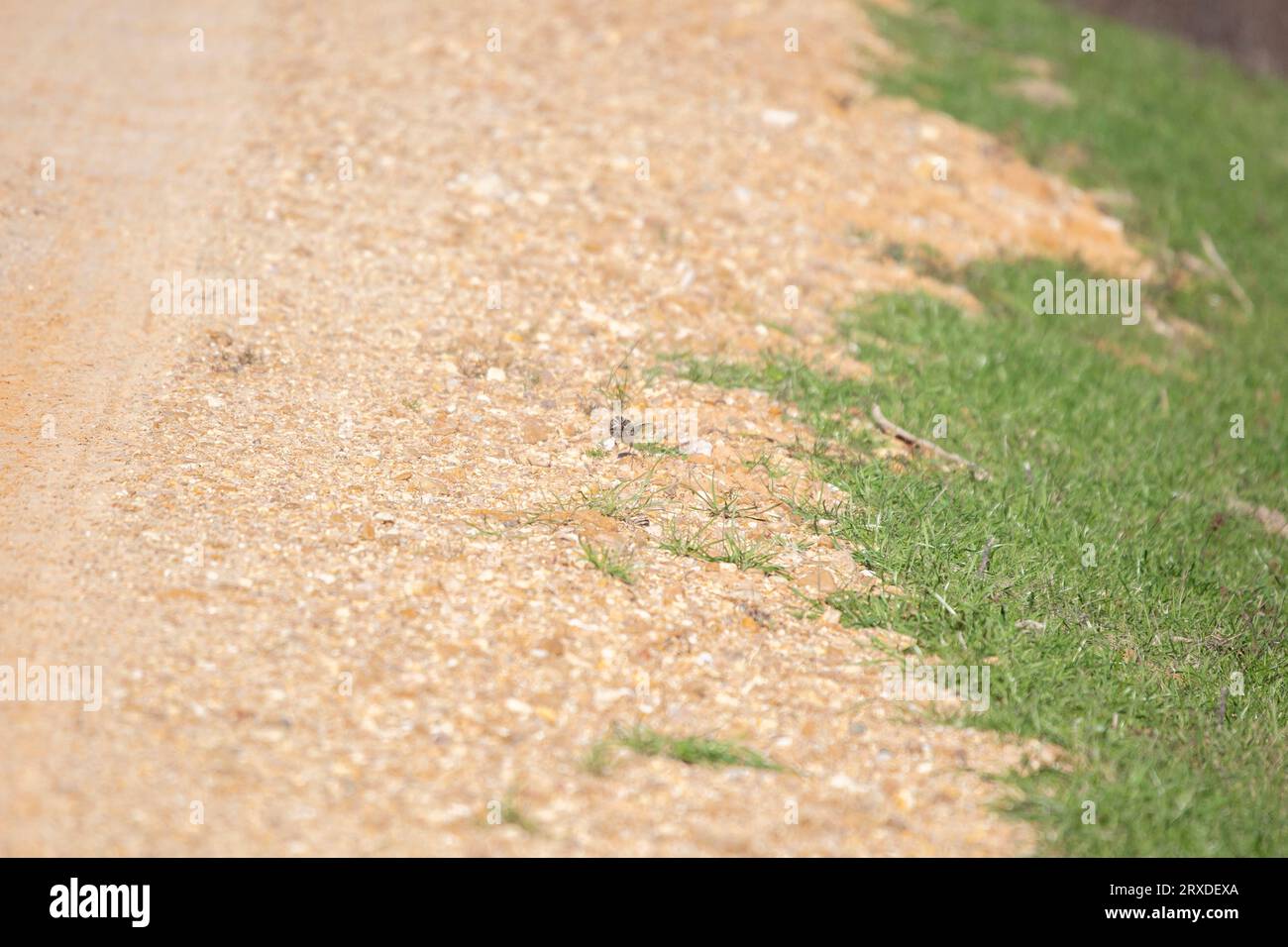 Savannah sparrow (Passerculus sandwichensis) hopping along the edge of ...