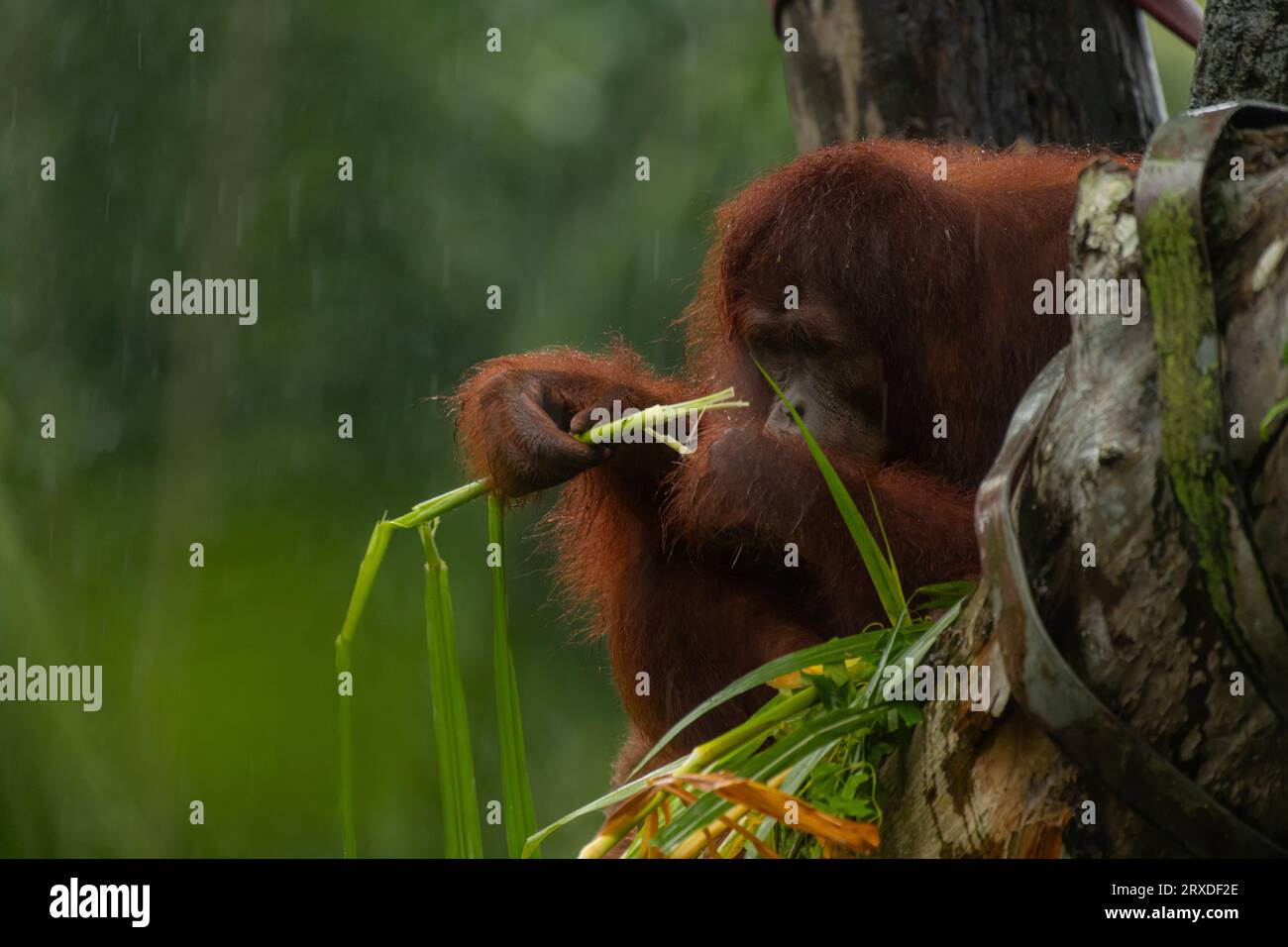 Orangutan Eating Leaves