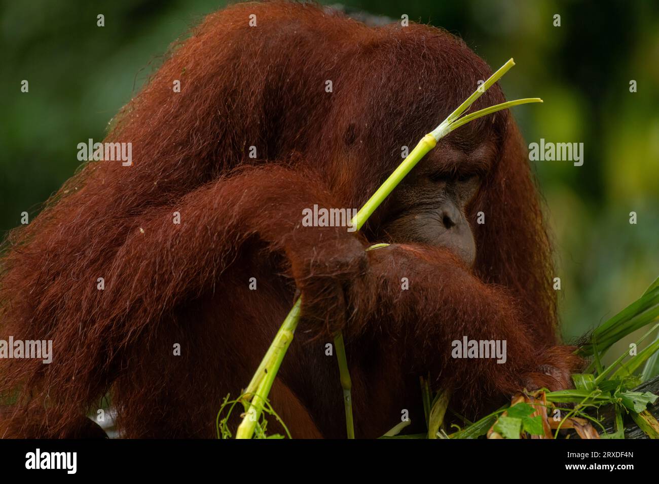 Adult orangutan busy with eating leaves on a rainy day, close up ...