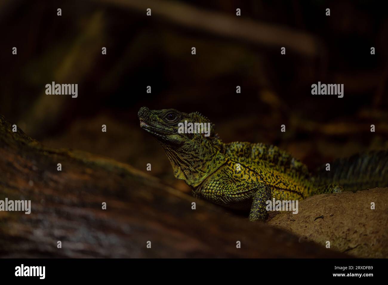 Philippine Sailfin Lizard: a shy and fantastically coloured Lizard ...