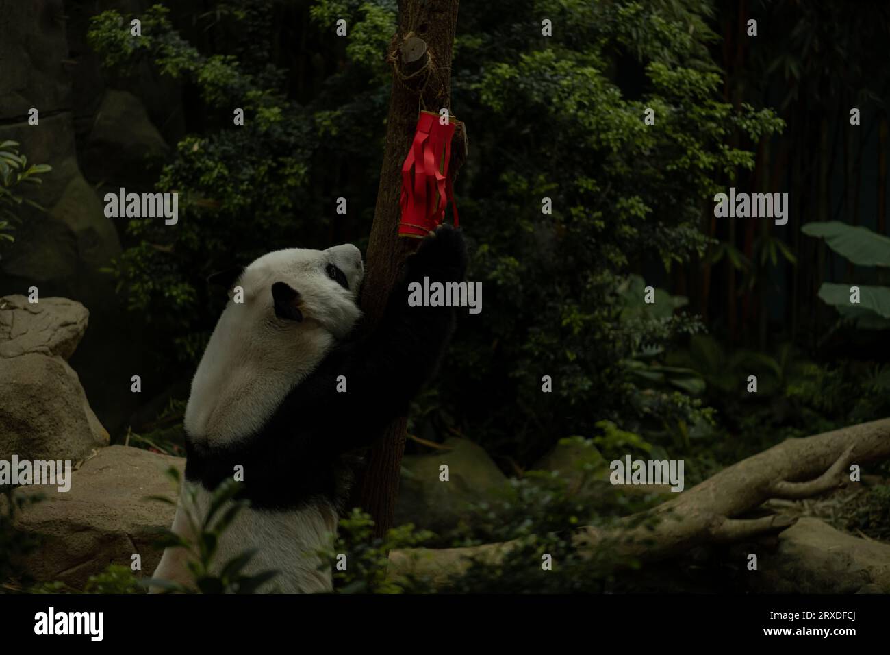 Close up image of panda climbing the tree for the bamboo leaf in ...