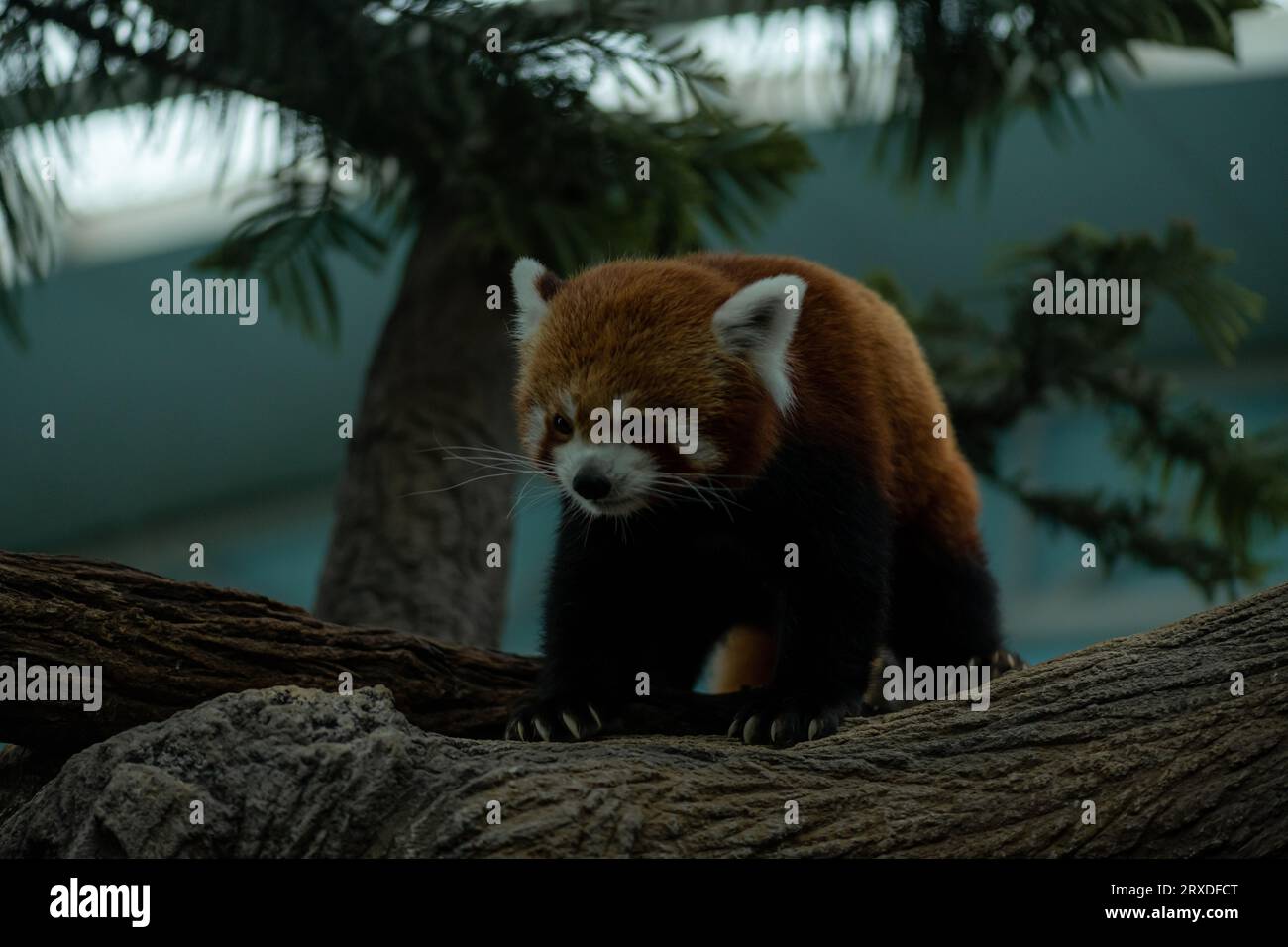 Giant red panda hi-res stock photography and images - Alamy