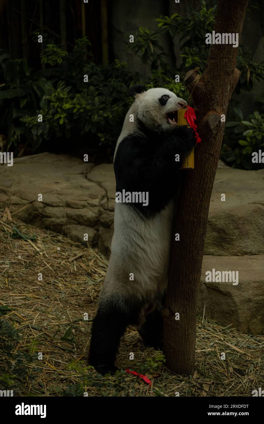 Panda climbing the tree and eating bamboo stick decorated for the ...