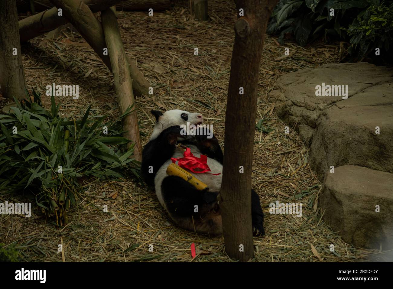 Image of a panda on nature background laying and eating bamboo. Wild ...