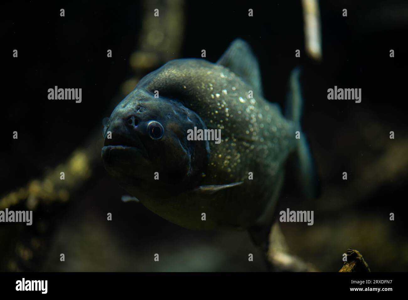 The Red piranha (Red-bellied piranha) in freshwater aquarium ...