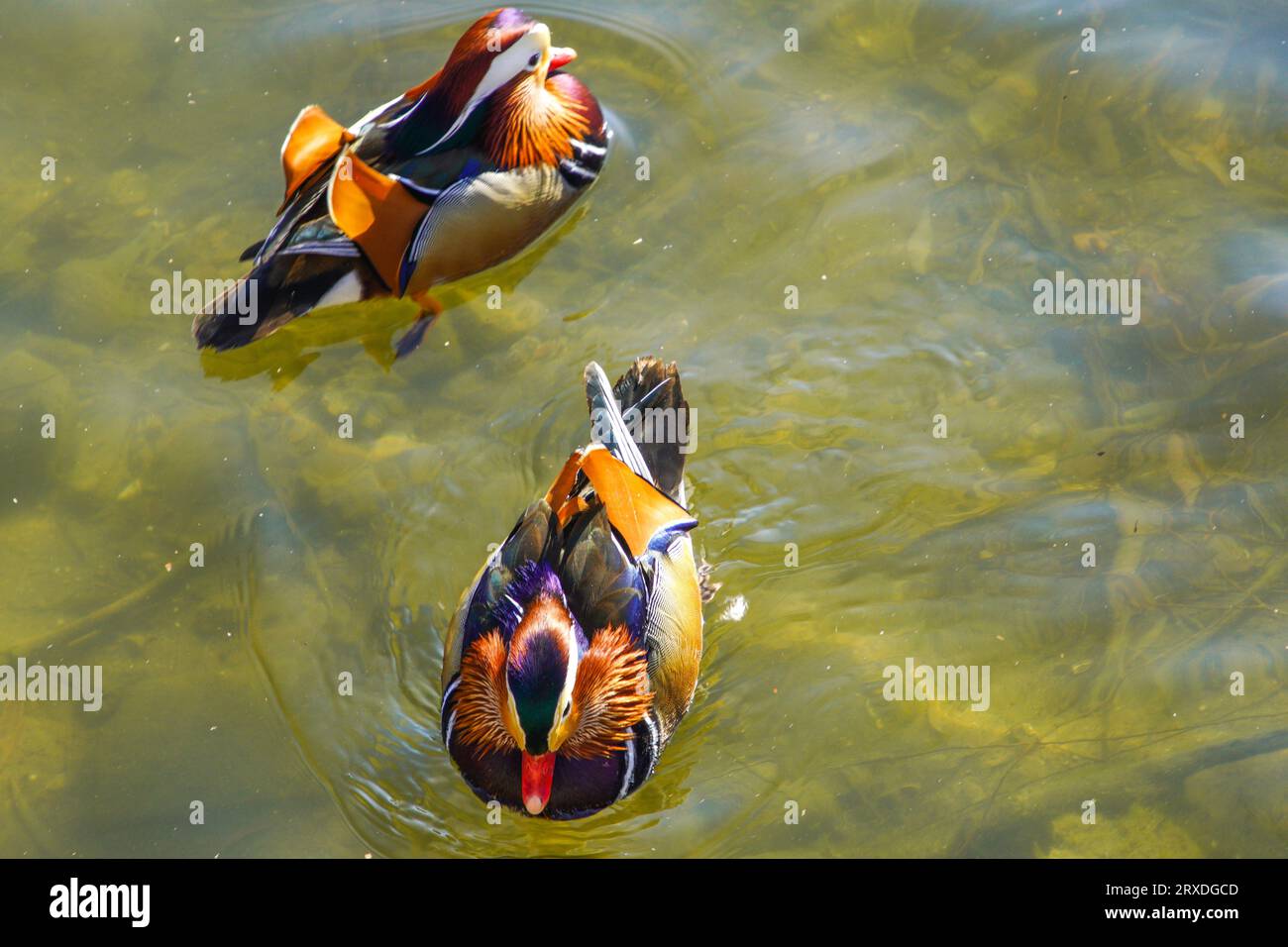 Beijing china male mandarin duck hi-res stock photography and images ...